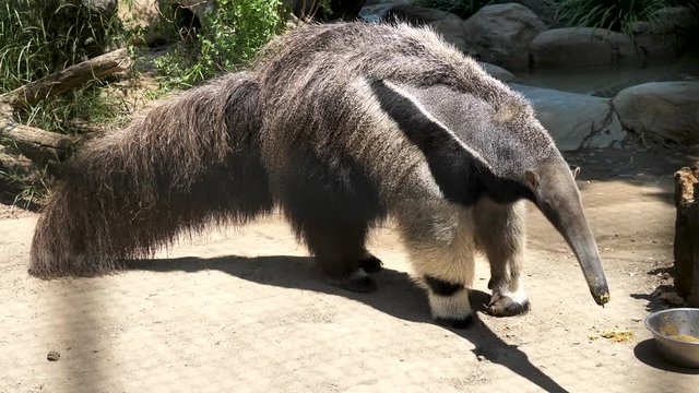 "Ant Eater" Images – Browse 951 Stock Photos, Vectors, and Video ...