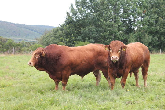 Red Poll Cattle