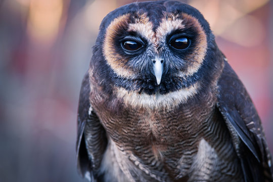 Kauz Bilder – Durchsuchen 2,398 Archivfotos, Vektorgrafiken und Videos ...