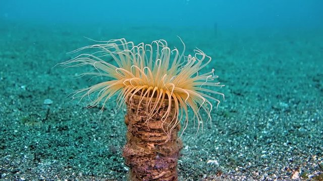 รูปภาพCeriantharia – เลือกดูภาพถ่ายสต็อก เวกเตอร์ และวิดีโอ488 | Adobe ...