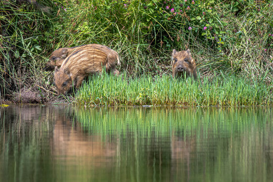 Jabalies Images – Browse 37 Stock Photos, Vectors, and Video | Adobe Stock