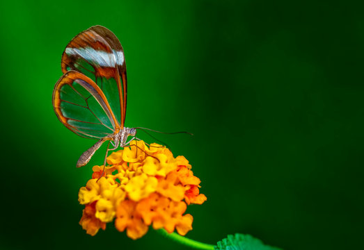 รูปภาพGlasswing – เลือกดูภาพถ่ายสต็อก เวกเตอร์ และวิดีโอ1,021 | Adobe Stock