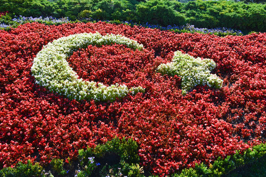 National Flower Of Turkey | Best Flower Site