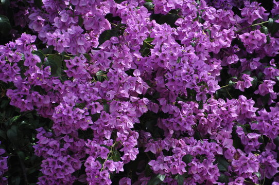 Lilla bilder – Bläddra bland 5,777 stockfoton, vektorer och videor ...