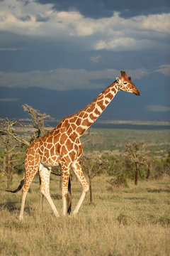 Reticulated 이미지 – 찾아보기 9,272 스톡 사진, 벡터 및 비디오 | Adobe Stock