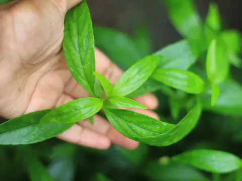 What is Kalmegh? How it is helpful { Part 2 }