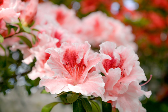 Azalea Bush Bilder – Durchsuchen 26,184 Archivfotos, Vektorgrafiken und ...