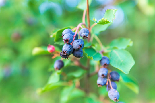 Juneberry Bilder – Durchsuchen 3,733 Archivfotos, Vektorgrafiken und ...