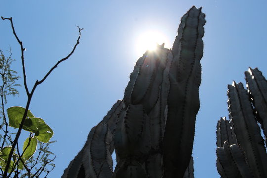 Pitayo Images – Browse 44 Stock Photos, Vectors, and Video | Adobe Stock