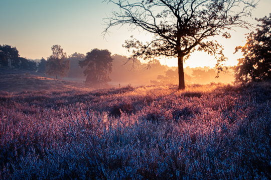 รูปภาพ"Heide – เลือกดูภาพถ่ายสต็อก เวกเตอร์ และวิดีโอ45,025 | Adobe Stock