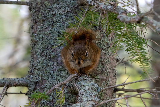 รูปภาพGranivore – เลือกดูภาพถ่ายสต็อก เวกเตอร์ และวิดีโอ2,308 | Adobe Stock