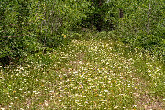 "Overgrown Path" Images – Browse 85 Stock Photos, Vectors, and Video ...