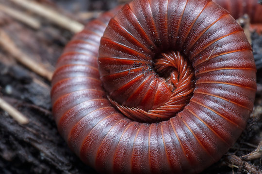 Trigoniulus Bilder – Durchsuchen 149 Archivfotos, Vektorgrafiken und ...