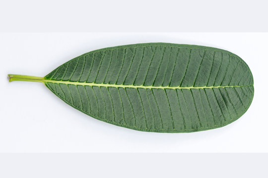 Flola Images – Browse 28 Stock Photos, Vectors, and Video | Adobe Stock