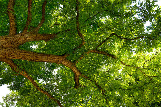 Robinien Images – Browse 79 Stock Photos, Vectors, and Video | Adobe Stock