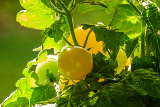 Mini-Tomaten Images – Browse 47 Stock Photos, Vectors, and Video ...