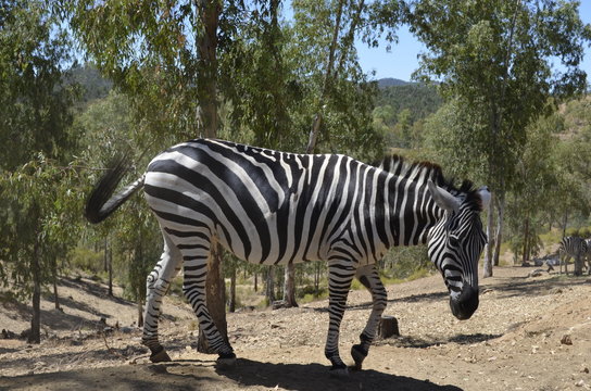 「Rayado」の画像 - 5,187 件の Stock 写真、ベクターおよびビデオ | Adobe Stock