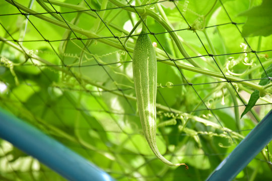 Chichinga Images – Browse 820 Stock Photos, Vectors, and Video | Adobe ...