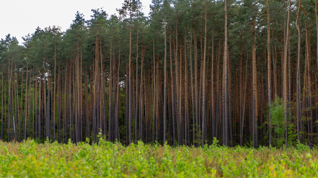 Piase Images – Browse 11 Stock Photos, Vectors, and Video | Adobe Stock