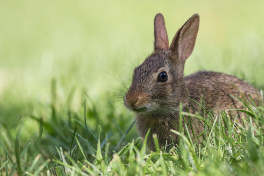 Adorble Bilder – Durchsuchen 351 Archivfotos, Vektorgrafiken und Videos ...