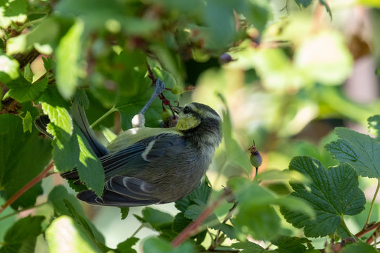 Blue(Bruise) Bilder – Durchsuchen 3,632 Archivfotos, Vektorgrafiken und ...