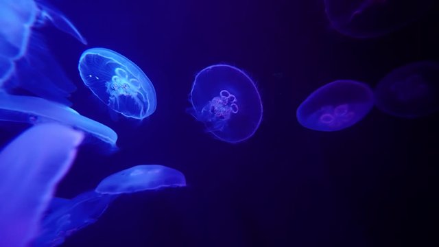 Nettle-Fish Bilder – Durchsuchen 919 Archivfotos, Vektorgrafiken und ...