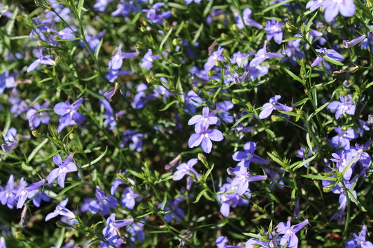 Lobelien bilder – Bläddra bland 67 stockfoton, vektorer och videor ...