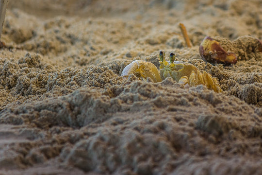 รูปภาพPleocyemata – เลือกดูภาพถ่ายสต็อก เวกเตอร์ และวิดีโอ157 | Adobe Stock