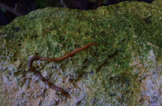 Faulschlamm Bilder – Durchsuchen 819 Archivfotos, Vektorgrafiken und ...
