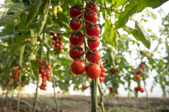 Strauchtomate Bilder – Durchsuchen 40,484 Archivfotos, Vektorgrafiken ...
