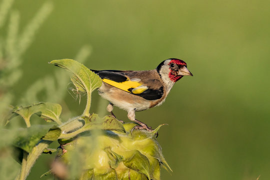 Distelfink Imagens – Procure 823 fotos, vetores e vídeos | Adobe Stock