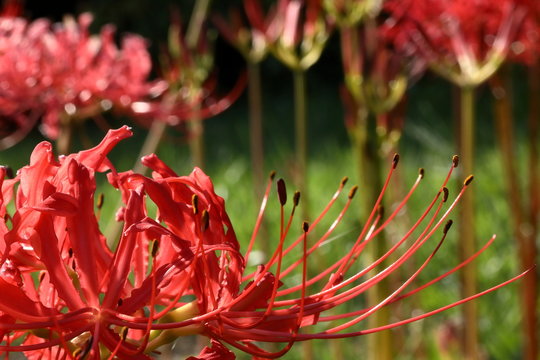 Lycorin Bilder – Durchsuchen 275 Archivfotos, Vektorgrafiken und Videos ...