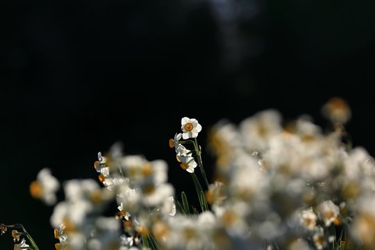 Lycorin Bilder – Durchsuchen 275 Archivfotos, Vektorgrafiken und Videos ...