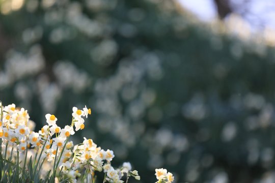 Lycorin Bilder – Durchsuchen 275 Archivfotos, Vektorgrafiken und Videos ...