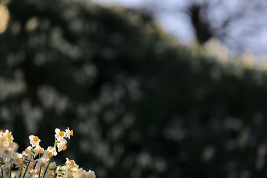 Lycorin Bilder – Durchsuchen 275 Archivfotos, Vektorgrafiken und Videos ...