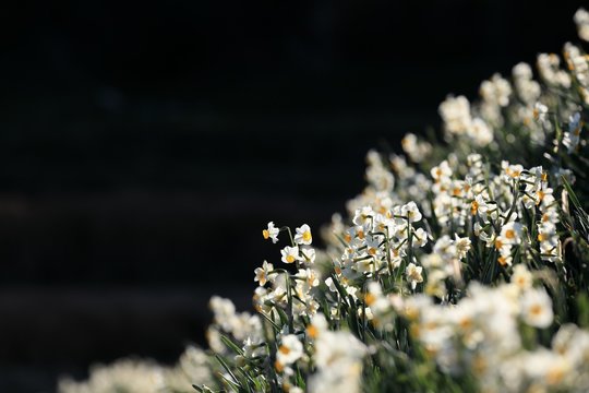 Lycorin Bilder – Durchsuchen 275 Archivfotos, Vektorgrafiken und Videos ...