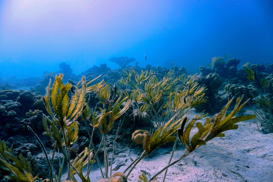 รูปภาพAlgea – เลือกดูภาพถ่ายสต็อก เวกเตอร์ และวิดีโอ1,223 | Adobe Stock