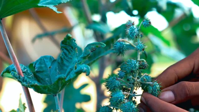 Castor Video Footage – Browse 1,914 HD Stock Video and Footage | Adobe ...