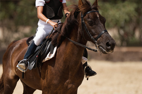 "Equine Therapy" Images – Browse 1,899 Stock Photos, Vectors, and Video ...