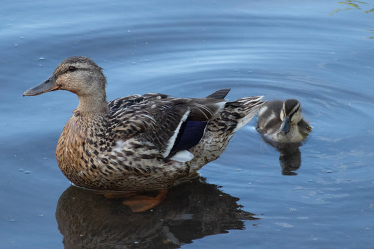 Cadaverin Bilder – Durchsuchen 94,356 Archivfotos, Vektorgrafiken und ...