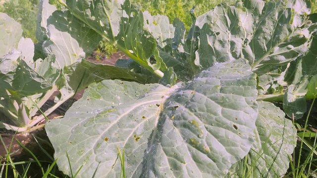 รูปภาพKail – เลือกดูภาพถ่ายสต็อก เวกเตอร์ และวิดีโอ2,216 | Adobe Stock