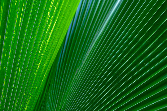 "Palm Leave" Bilder – Durchsuchen 1,902 Archivfotos, Vektorgrafiken und ...