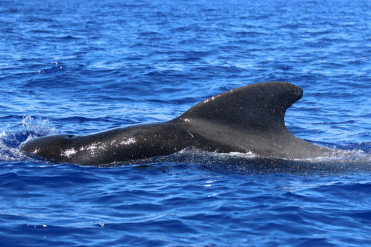 Imágenes de Grindwal: descubre bancos de fotos, ilustraciones, vectores ...