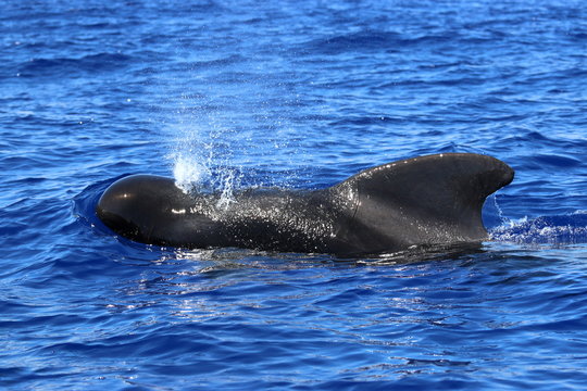 Grindwal bilder – Bläddra bland 182 stockfoton, vektorer och videor ...