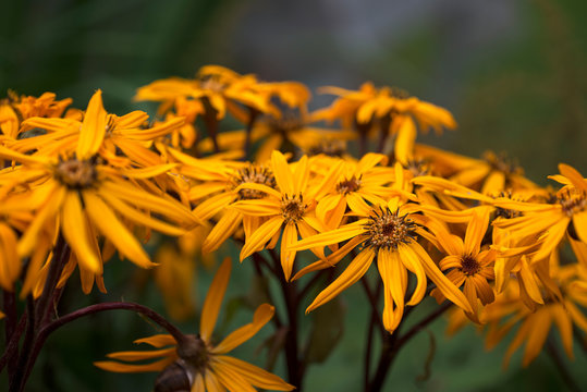 "Summer Ragwort" Images – Parcourir 401 le catalogue de photos ...