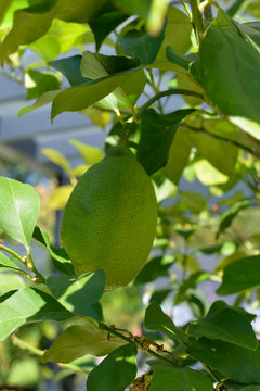 รูปภาพZitronatzitrone – เลือกดูภาพถ่ายสต็อก เวกเตอร์ และวิดีโอ114 ...