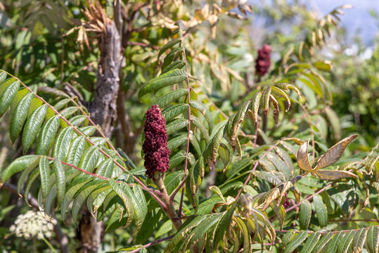 Sumac Tree Images – Browse 4,456 Stock Photos, Vectors, and Video ...