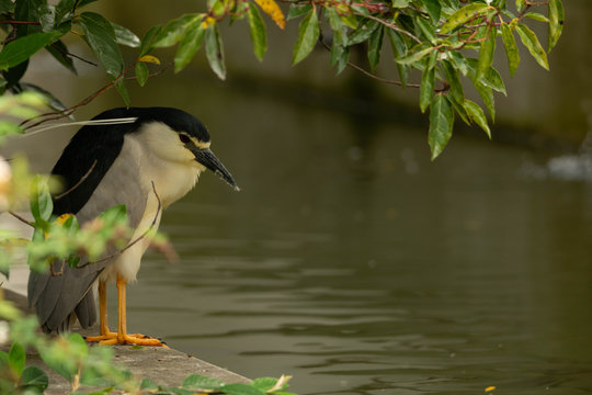 "Martinete Images – Browse 443 Stock Photos, Vectors, and Video | Adobe ...