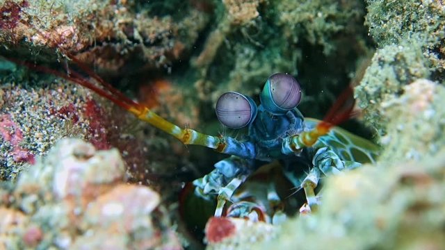 "Mantis Shrimp" Images – Browse 2,680 Stock Photos, Vectors, and Video ...