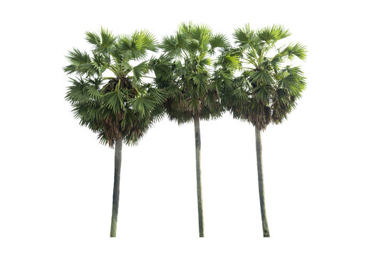 รูปภาพToddy-Palm – เลือกดูภาพถ่ายสต็อก เวกเตอร์ และวิดีโอ445 | Adobe Stock